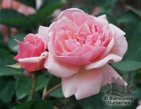 Rosa Felicia From Burncoose Nurseries Shrub And Species