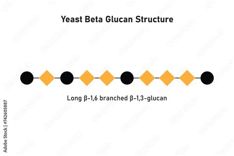 Yeast Beta Glucan Molecule Structure Scientific Design Vector