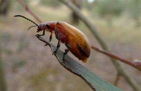 Learn about Nature | Woodboring Beetle - Learn about Nature