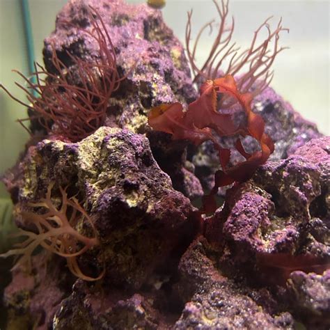 Live 10 Pack Macro Algae Sampler Macro Algaemacroalgae Coral For