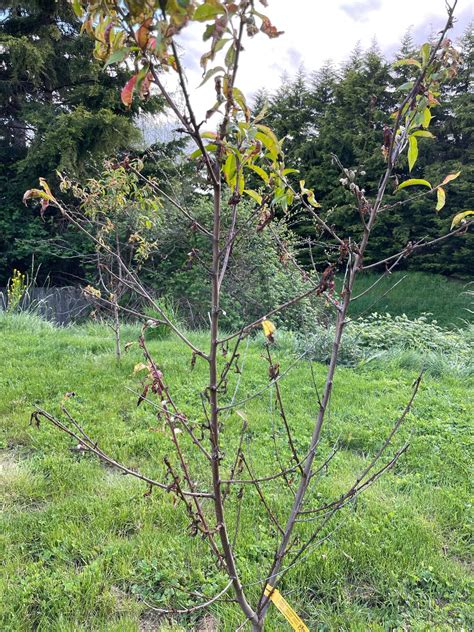 Why Are All The Leaves Dying On My Little Dwarf Frost Peach Tree R