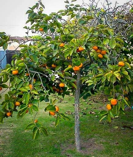 Persimmon Tree For Sale Online The Tree Center