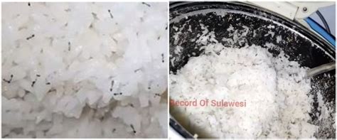 Cara Ampuh Usir Semut Yang Kerubungi Nasi Di Rice Cooker Cuma Pakai