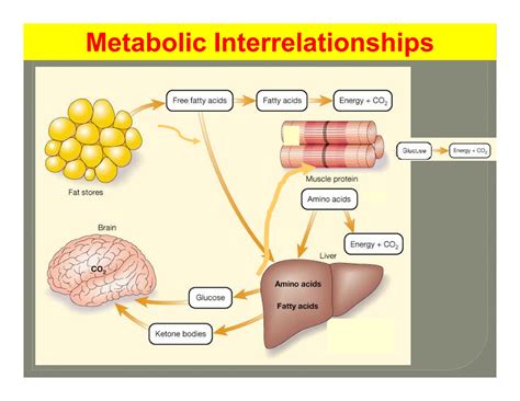 Integration Of Metabolism With Correlated Diagramspdf