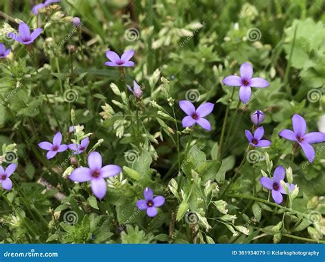 Tiny Bluet Wildflowers Houstonia Pusilla And Chickweed Stellaria