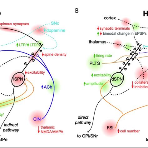 Current Models Of Striatal Circuit Pathology In Pd And Hd Diagrams