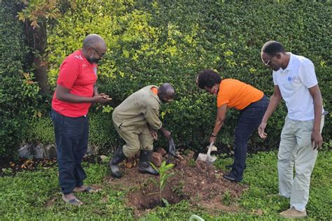 Tree Growing Exercise By Members By Dirm Staff Department Of