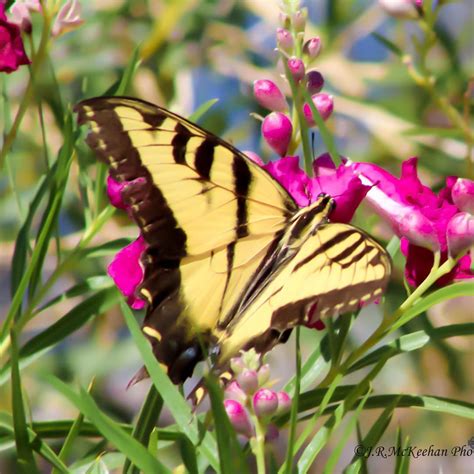J R Mckeehan Photography J R Mckeehan Photography