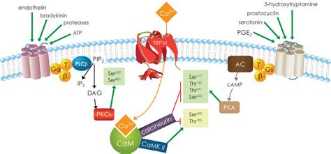 Trpv1 Pain Peppers And Prostaglandins Cayman Chemical