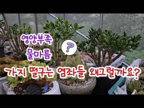 염좌 가지 떨구네요 제 아이들만 그런가요 염좌 염좌금 브이로그 succulent 多肉植物 다육일기 다육