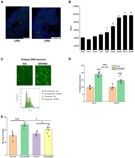 Lxr Are Transcriptionally Active In Drg A In Situ Hybridization