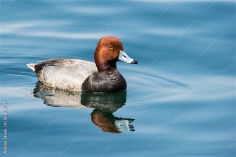 Male Redhead Duck Aythya Americana Swimming On Water And Reflected On The Surface Lake Mead