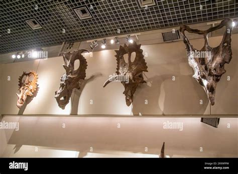 Left To Right Styracosaurus Pachyrhinosaurus Anchiceratops And
