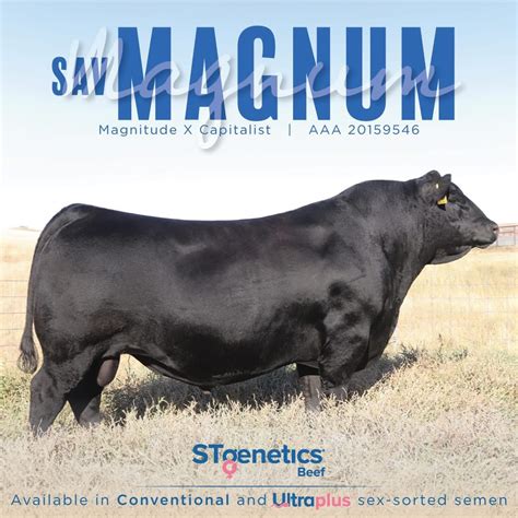 Stgenetics Australia Beef Wodonga Vic