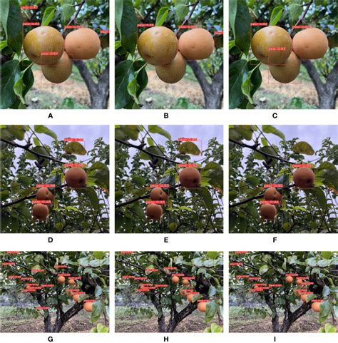 frontiers yolo p an efficient method for pear fast detection in complex orchard picking
