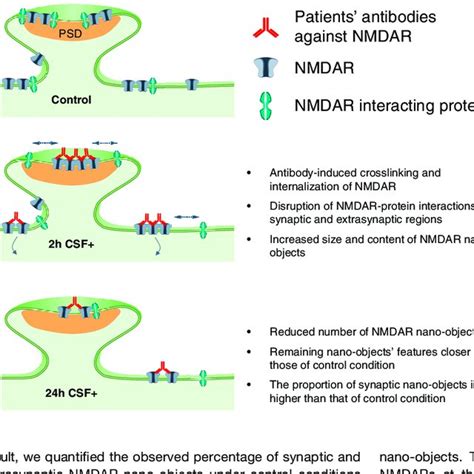 Nmdar Autoantibodies Lead To A Decrease In The Surface Density Of Nmdar