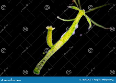 Hydra Is A Genus Of Small Fresh Water Animals Of The Phylum Cnidaria