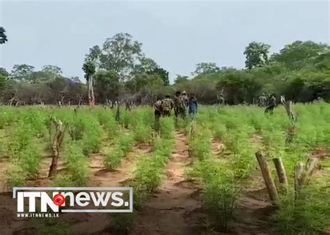 ගංජා හේන් 07ක් වටලයි 08 දෙනෙක් අත්අඩංගුවට Itn News උණුසුම් පුවත්