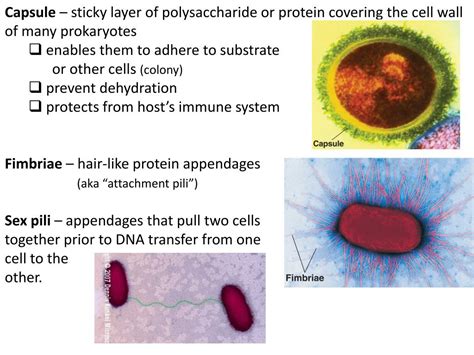 Ppt Chapter 27 Bacteria And Archaea Powerpoint Presentation Free