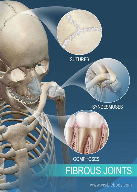 Diagram Of Fibrous Joint