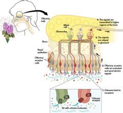 Neuroanatomy Lecture 33 Chemical Senses Flashcards