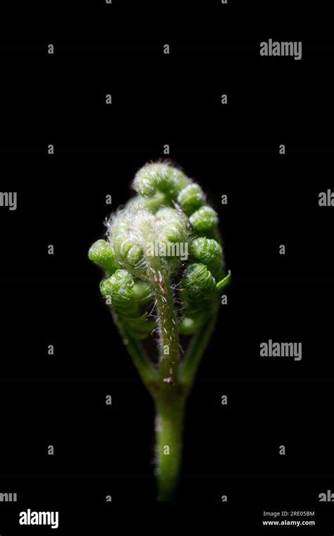 Bracken Fern Pteridium Aquilinum Young Leaf Against Black Background