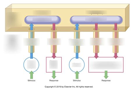Nervous System Diagram Quizlet