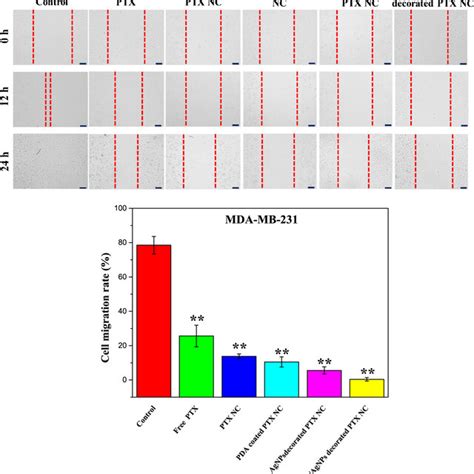 Wound Healing Examination On Mda Mb 231 Cells After Exposure To Free