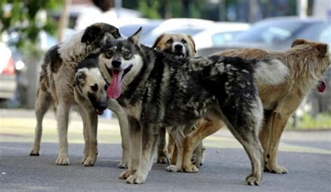 Țara Care Nu Are Câini Fără Stăpân Un Exemplu Demn De Urmat Pentru Rezolvarea Problemei