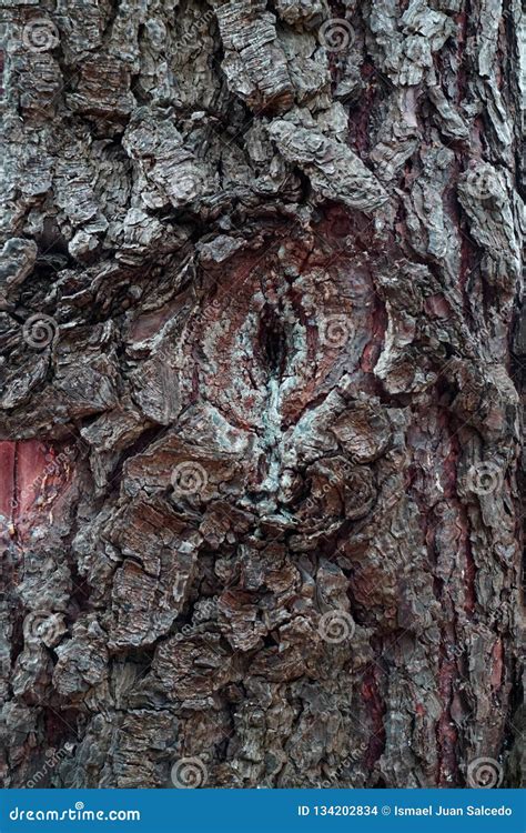 The Abstract Tree Trunk Texture Stock Photo Image Of Background Editor