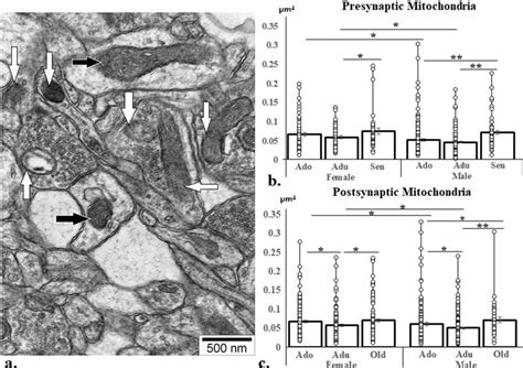 Morphometric Em Analysis Of Presynaptic And Postsynaptic Mitochondrial