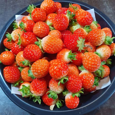 사진이 첨부된 글입니다 박윤농장딸기 Band