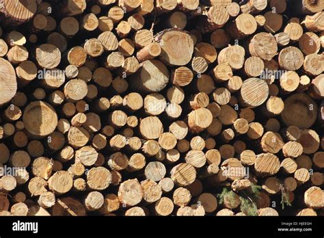 Tree Wood Trunk Raw Material Stacked Material Tree Engine Drive