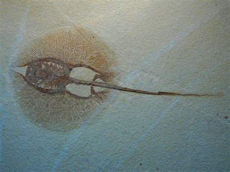 Heliobatis Radians Stingray Fossil