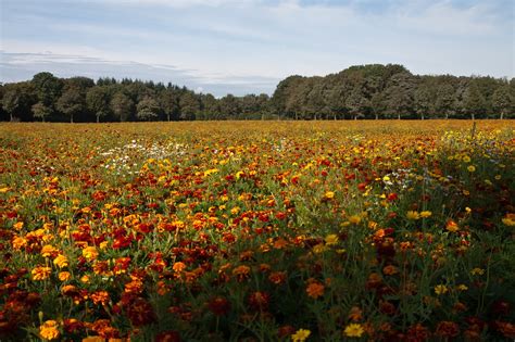 野草叢生 得力閱讀