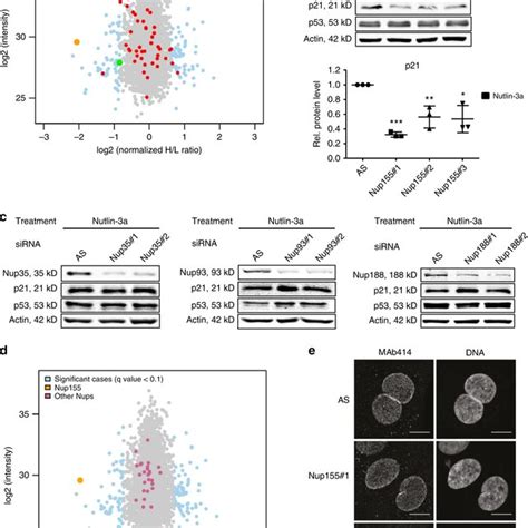 Nup155 Is Involved In P21 Mrna Translation A H24 P21 Cells Containing