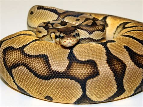 Blue Ball Python Morphs