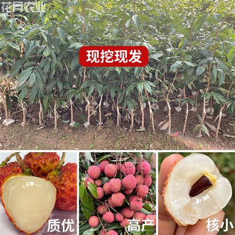 荔枝树苗冰荔无核妃子笑仙进奉桂味大苗盆栽嫁接广西南方果树苗木虎窝淘