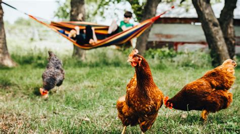 Quick Answers Do Chickens Eat Ticks Bug A Way