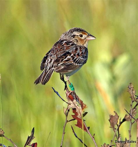 Endangered Florida Grasshopper Sparrow 5 8 15 U41a7334 Flickr