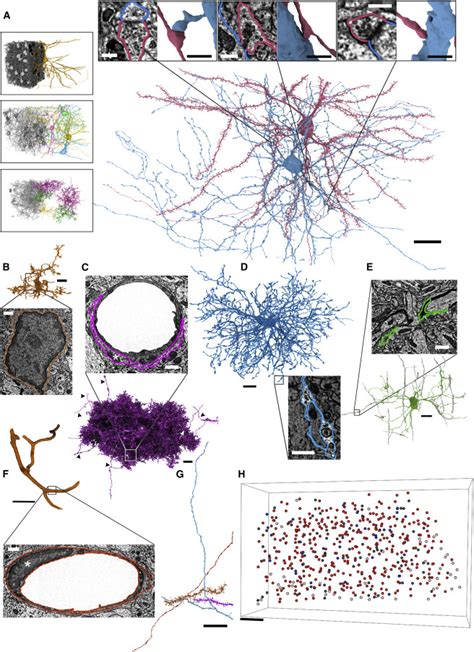Reconstruction Of Neocortex Organelles Compartments Cells Circuits