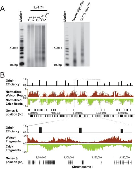 Spatiotemporal Coupling And Decoupling Of Gene Transcription With Dna
