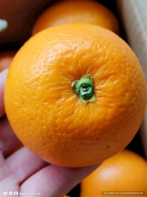 伦晚脐橙摄影图水果生物世界摄影图库昵图网