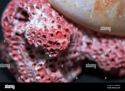 A Detailed Macro Photograph Capturing A Conus Species Alongside Red And