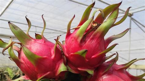 Pitahaya O Fruta Del Dragon Recetario Cocina