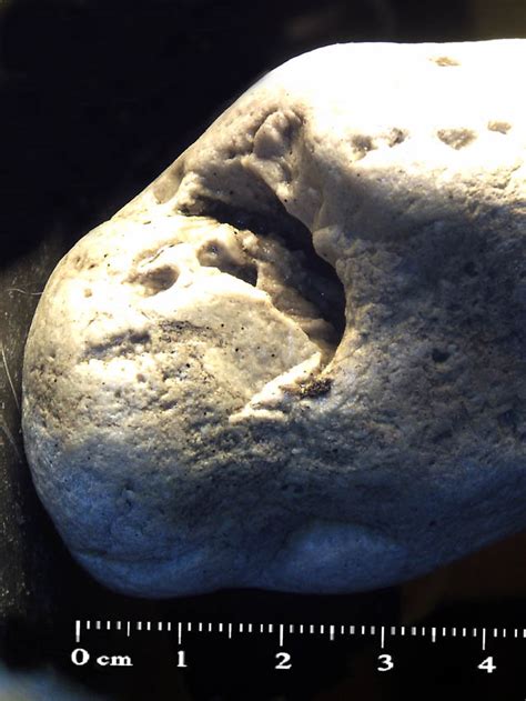 Cephalopod Found At Our Library Fossil Id The Fossil Forum