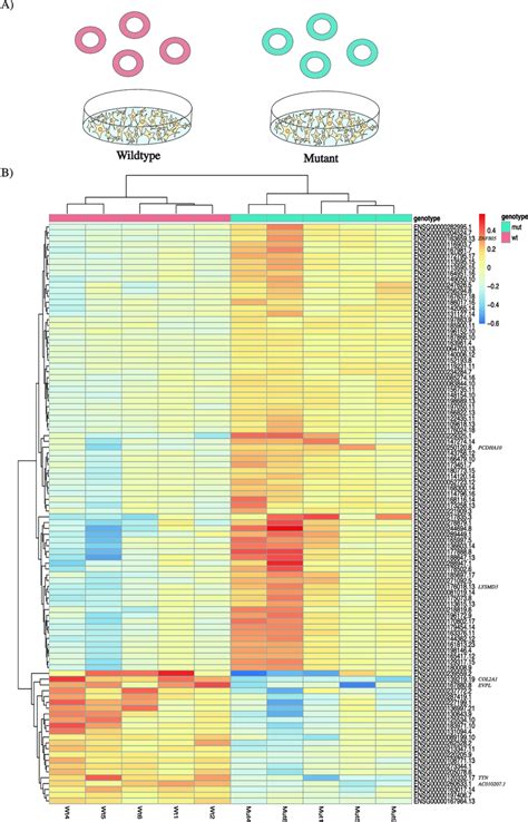 Transcriptome Analysis Of RBMX In Neuronal Cells A Transcriptomics