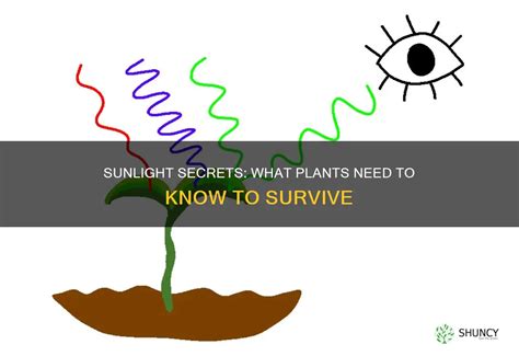 Sunlight Secrets What Plants Need To Know To Survive Shuncy