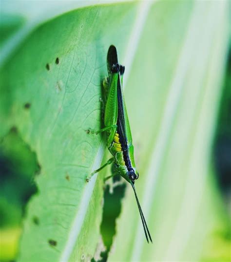Premium Photo Green Grasshopper In The Lea