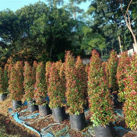 Jual Bibit Tanaman Pucuk Merah Tinggi 1 Meter Shopee Indonesia